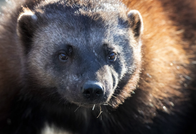ZooMontana one of three zoos in nation with successful wolverine ...