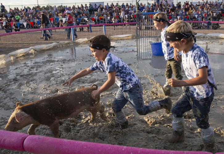 Pig Wrestling | Gallery | wyomingnews.com