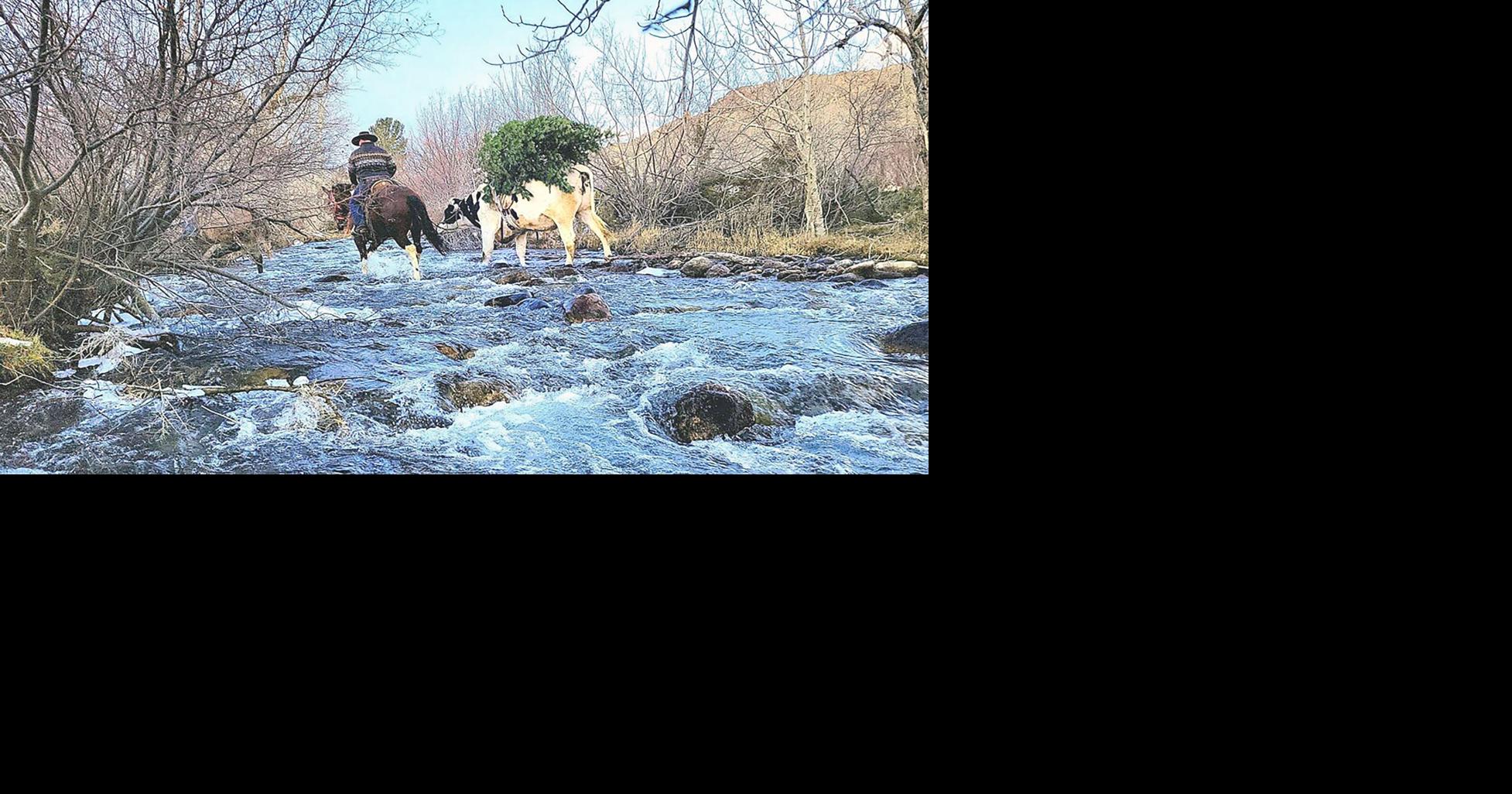 Leroy the holiday Holstein delivers Christmas spirit to Rock Creek ...