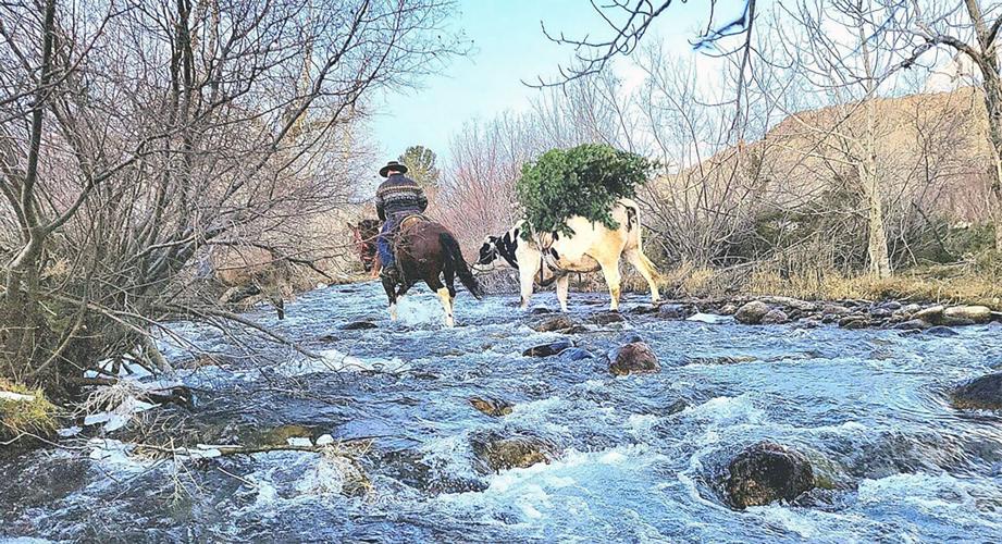 Leroy the holiday Holstein delivers Christmas spirit to Rock Creek ...