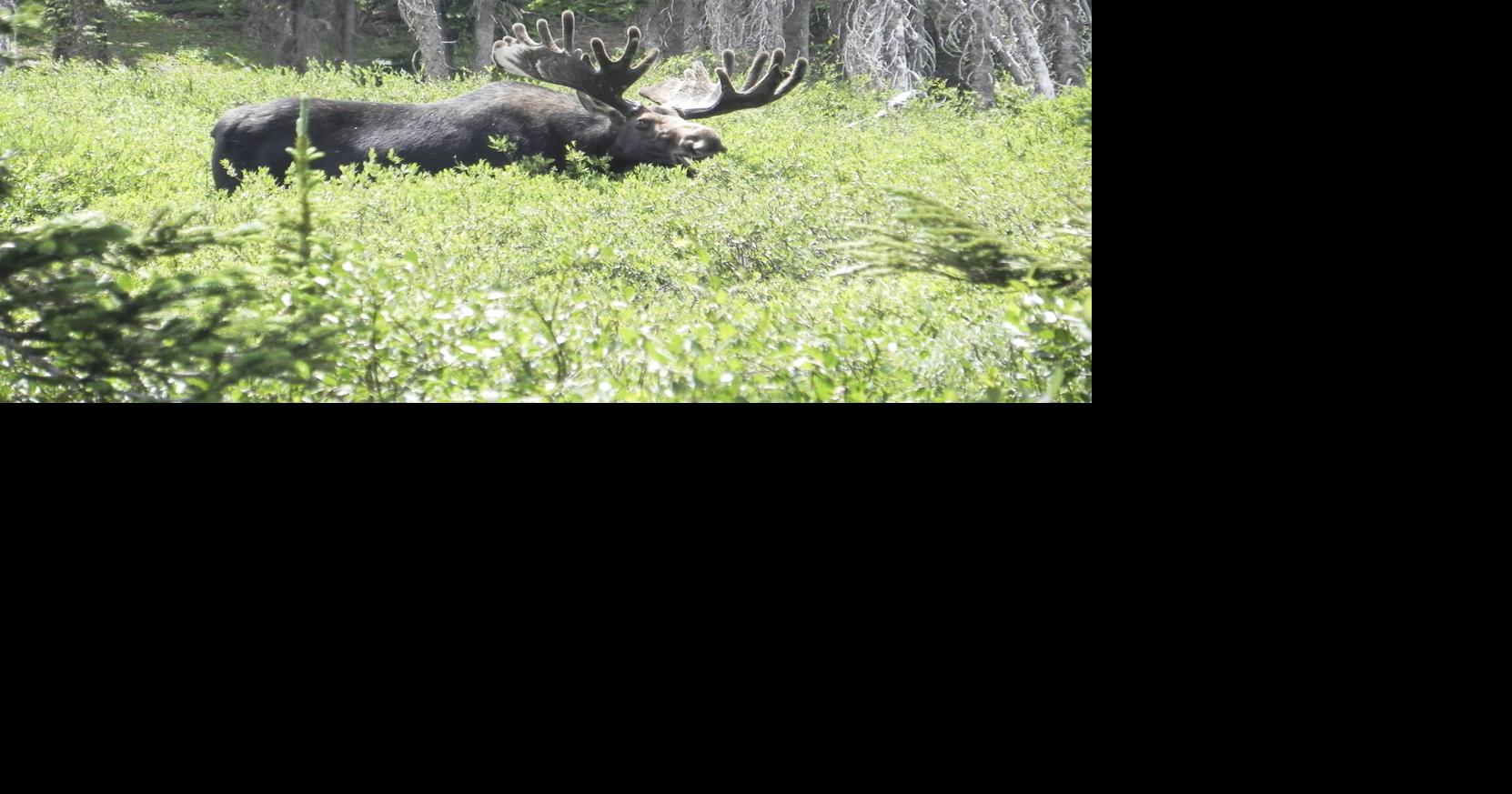 UW Biodiversity Institute to host Summer Moose Day | News | wyomingnews.com
