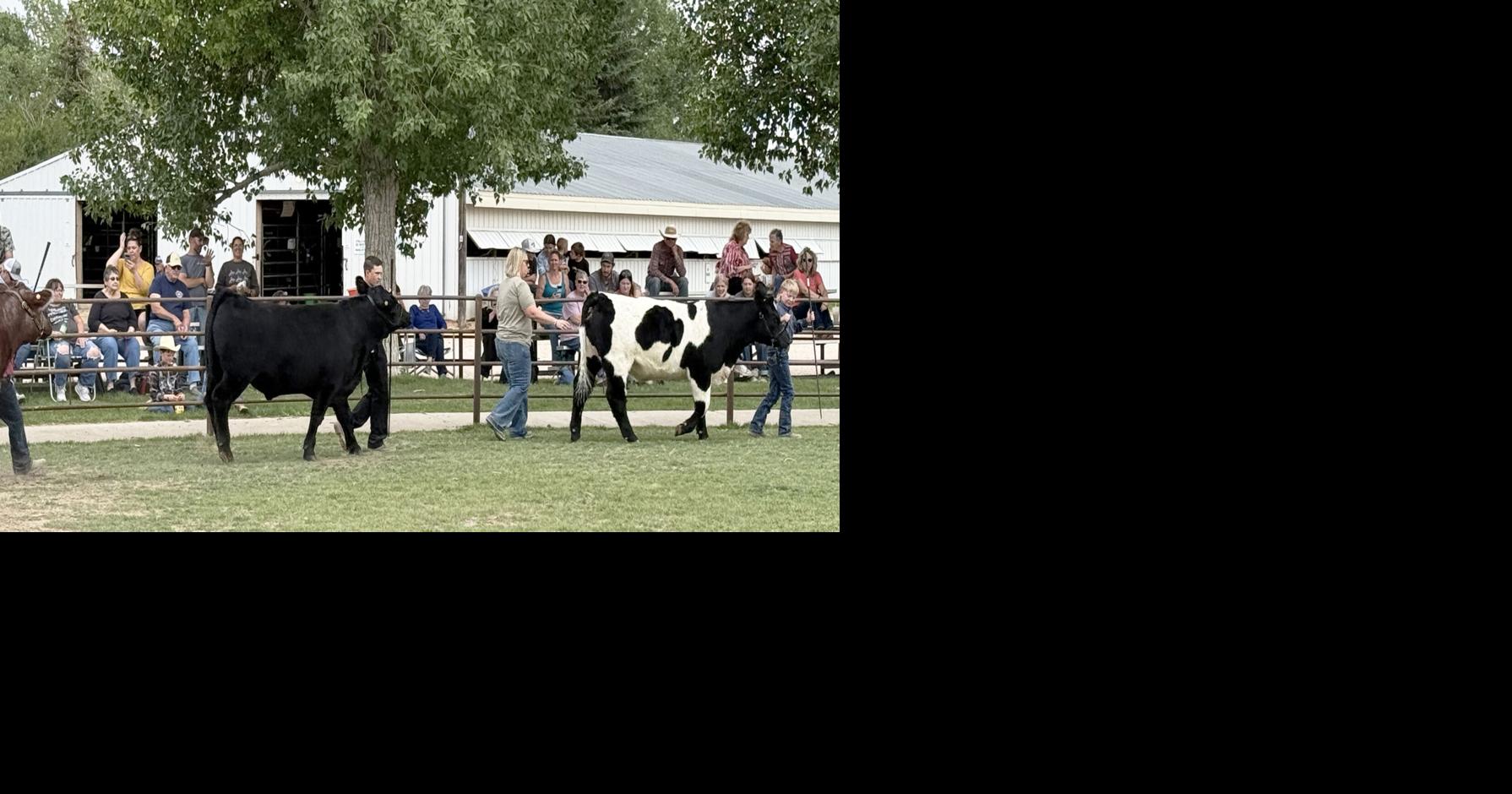 Albany County Fair judges rate showmanship, breeding cattle | News ...