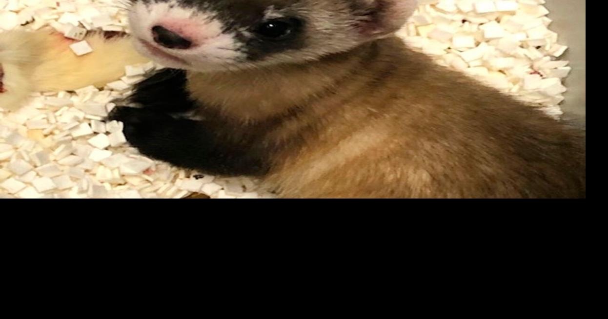 1st clone of US endangered species, a ferret, announced | State ...