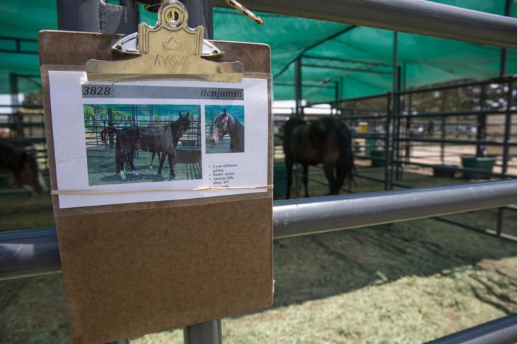 BLM program offers chance to adopt wild horses and burros | Cheyenne ...