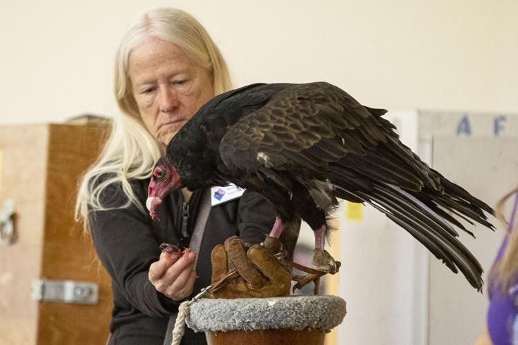 Raptor Tools with Rocky Mountain Raptor Program | Gallery | wyomingnews.com