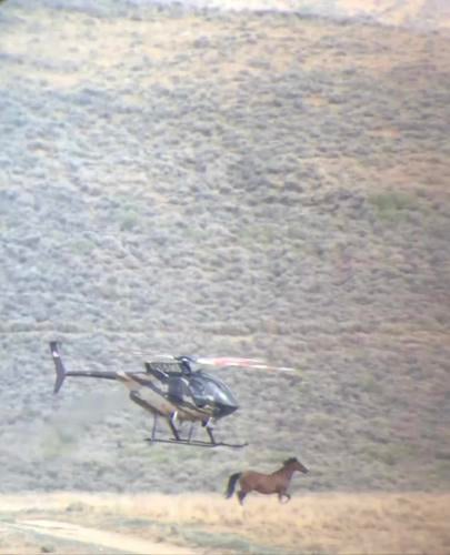 New legislation proposed to gradually end wild horse roundups | Local ...