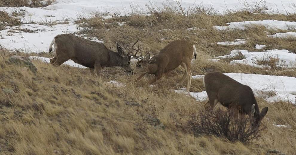 Illegal carcass dumping, CWD concerns rise with fees | News ...