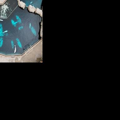 Canada's Marineland gets 'conditional approval' to sell whales to US ...