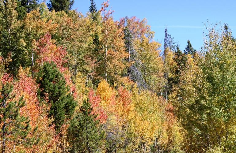 Leaf peeping season is upon us – but hurry! | News | wyomingnews.com