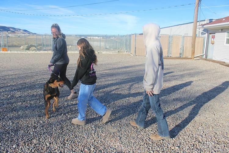 Beyond the Kennel: How volunteers can change a life at local animal ...