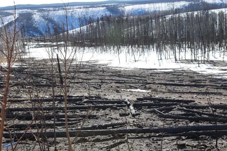 Mullen Fire makes changes to forest habitats | Outdoors | wyomingnews.com
