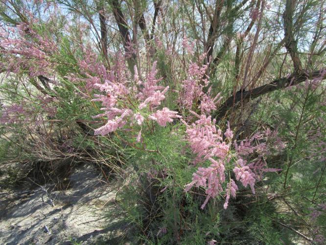 Wyoming Native Plant Society members help with invasive species at ...