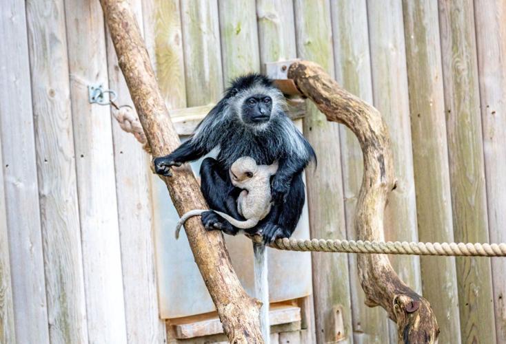 Extremely rare and endangered white monkey born at zoo | National ...