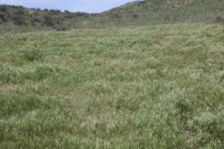 Aerial cheatgrass spraying underway on Pole Mountain | News ...