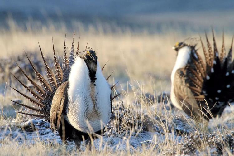 Wyoming officials approve of federal sage-grouse plan | Local News ...