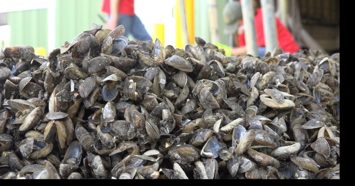 Hundreds of thousands of zebra mussel found on residents boat lift ...