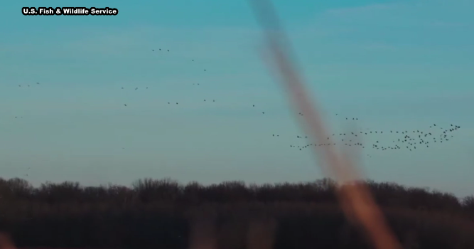 The migration journey of birds is trackable | KCWY Station ...