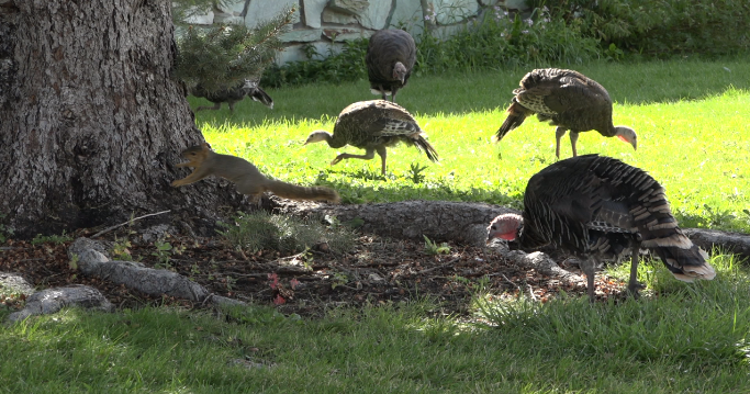 Casper’s Wild Turkey Gang | Community | wyomingnewsnow.tv