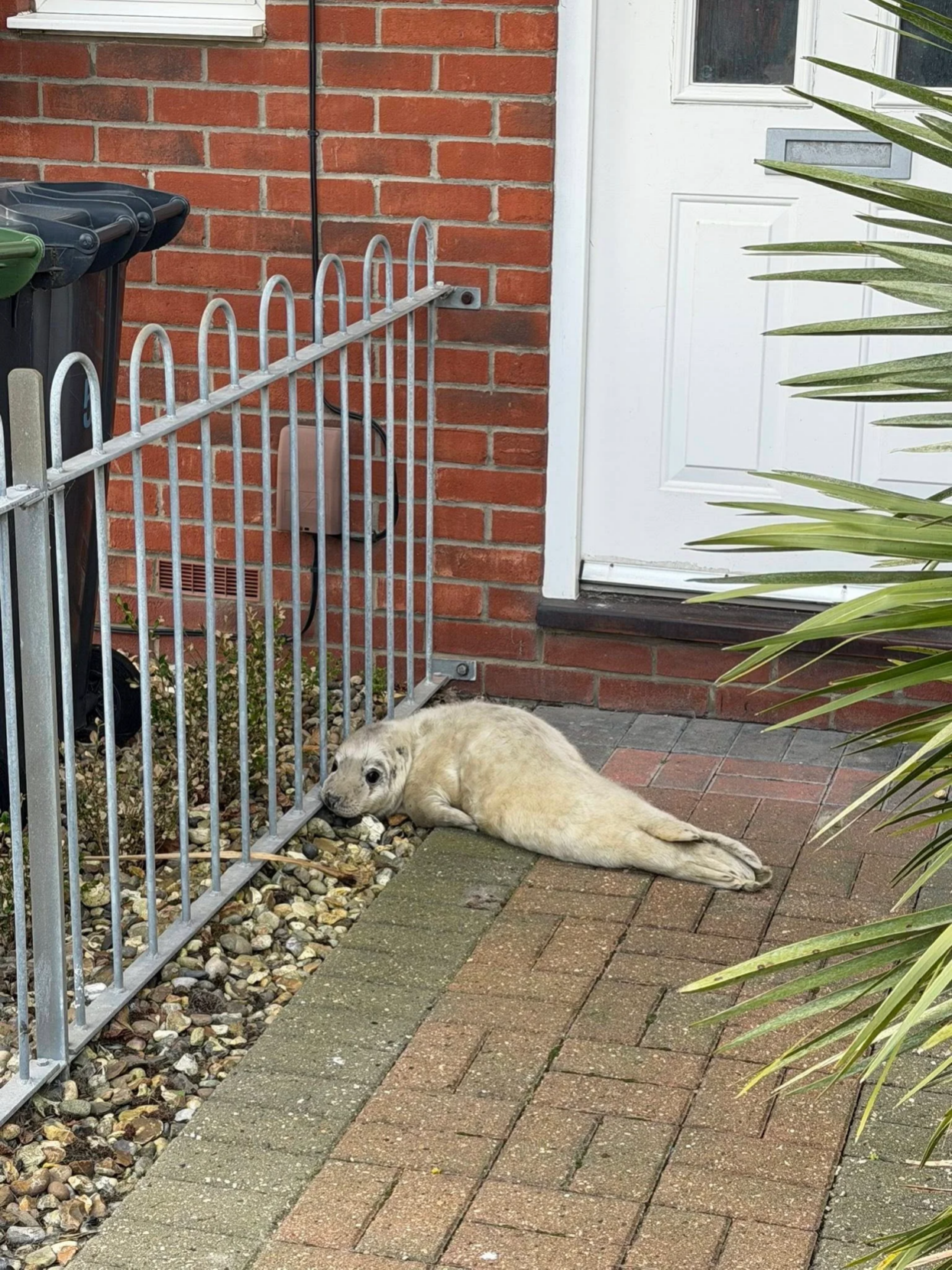 Postman rescues baby seal found outside front door | National ...