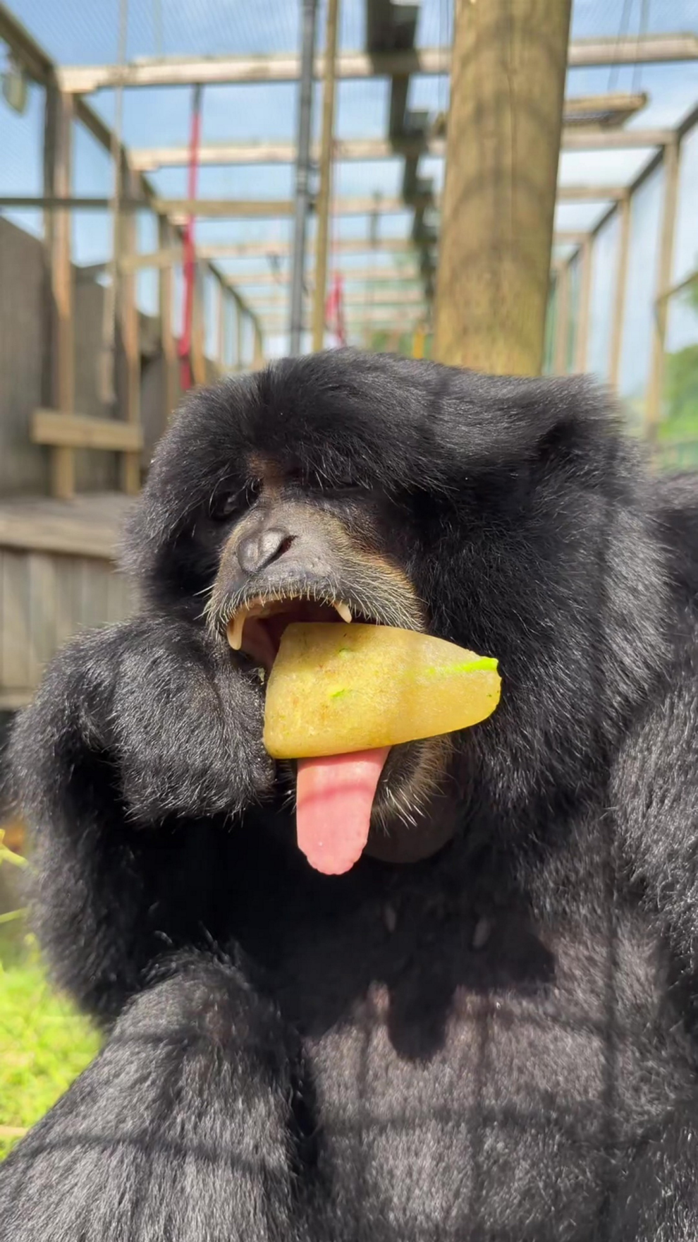 Gibbon snacks on popsicle to beat the heat | News | wyomingnewsnow.tv