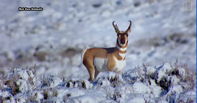Wildlife in the Winter: Pronghorn on the Cold Prairies | KCWY Station ...