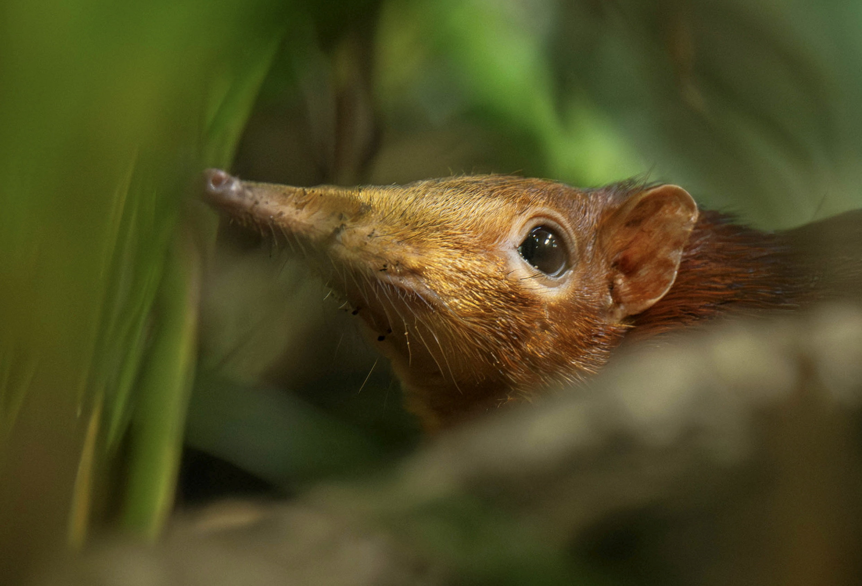 First-ever twin baby elephant shrews born at zoo | News | wyomingnewsnow.tv