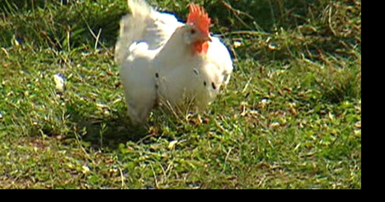 What you need to know about the proposed chicken ordinance | News ...