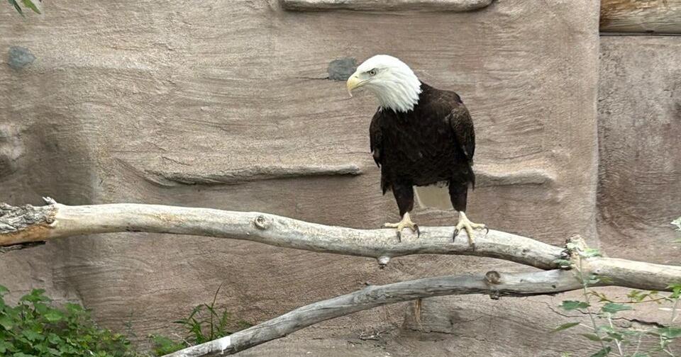 Scottsbluff zoo mourns death of bald eagle | News | wyomingnewsnow.tv