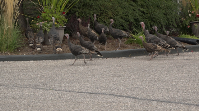 Casper’s Wild Turkey Gang | Community | wyomingnewsnow.tv