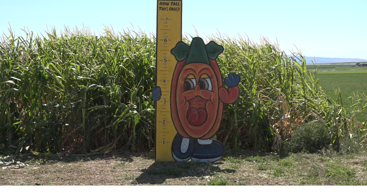 Green Acres Corn Maze partners with local business to get a new ...