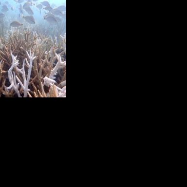 Experts say oceans soaked up record heat levels in 2025 | National ...