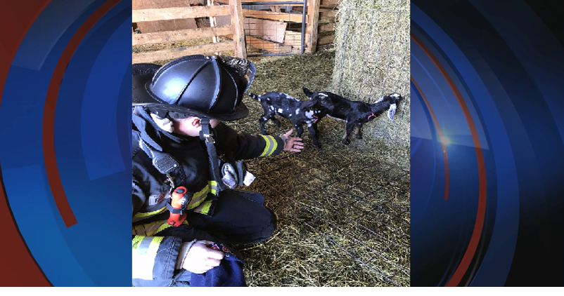 Firefighters save baby goats, goats, and pole barn | News ...