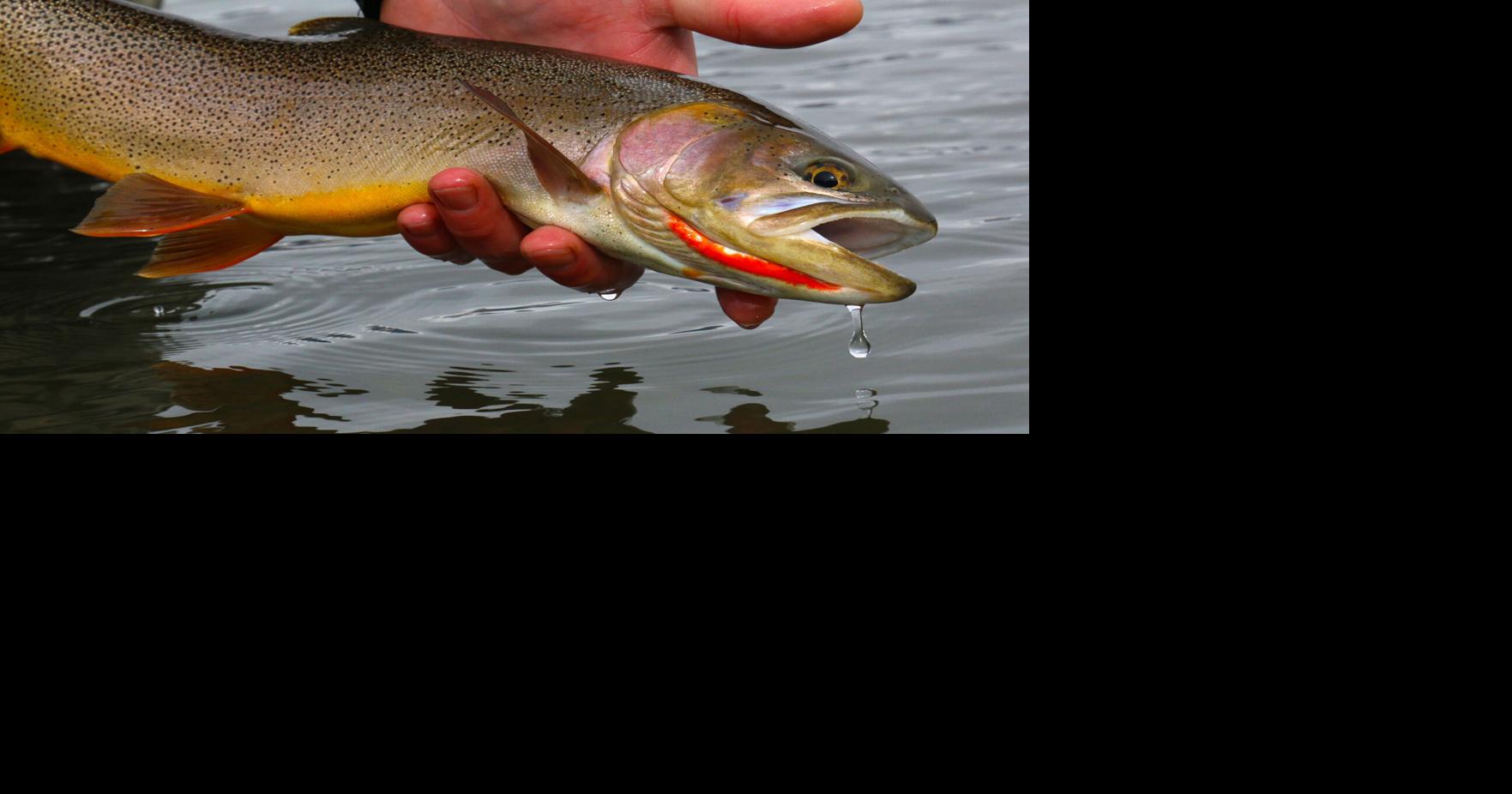 Wildlife in the Winter: Fish in the Frozen Waters | KCWY Station ...