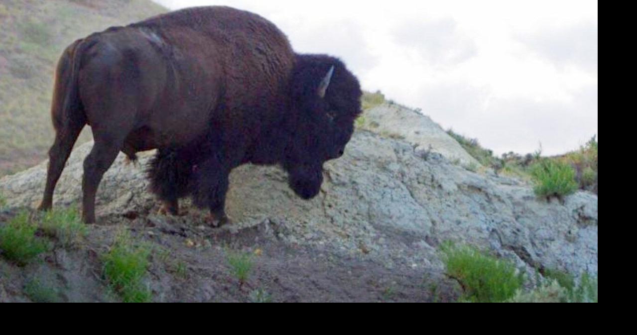 The Great Bison Shuffle | Community | wyomingnewsnow.tv