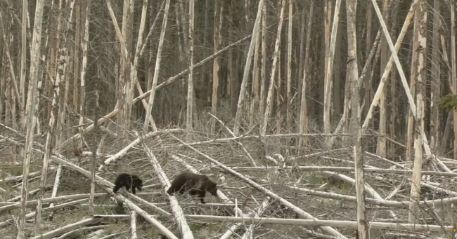 Bears have a unique way of surviving winter | KCWY Station ...