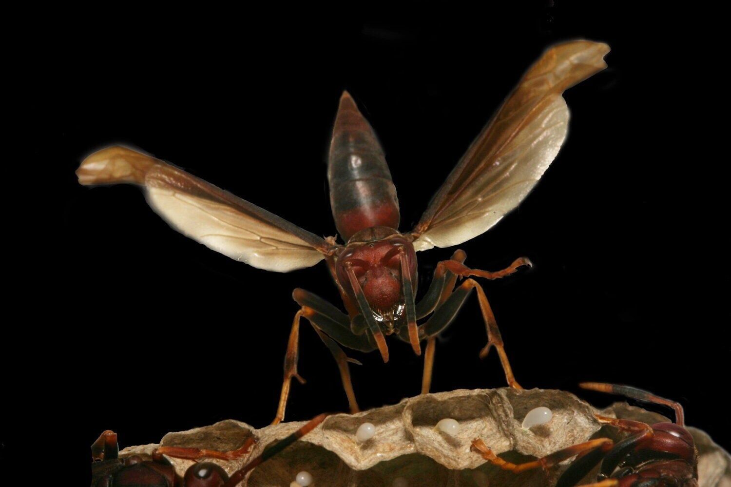 Study finds worker wasps keep colony running while others fight for ...