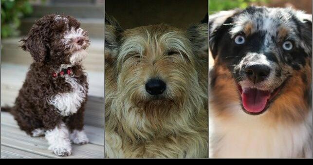 AKC Accepts Three New Dog Breeds | News | wyomingnewsnow.tv