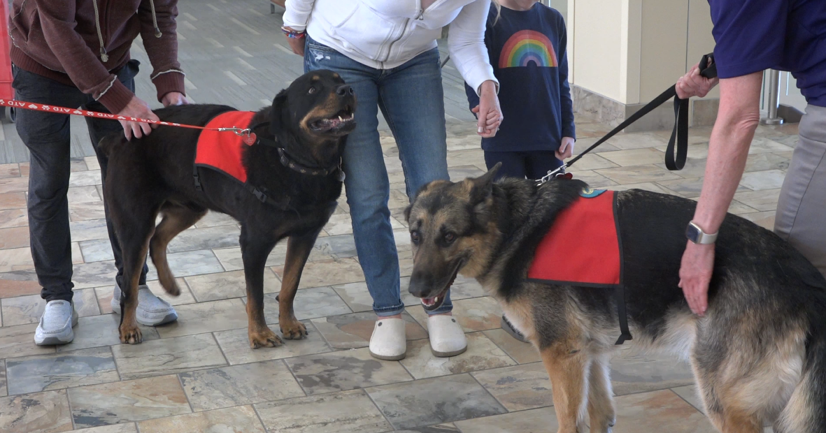 National Volunteer Week - two pups and their handlers, making a ...