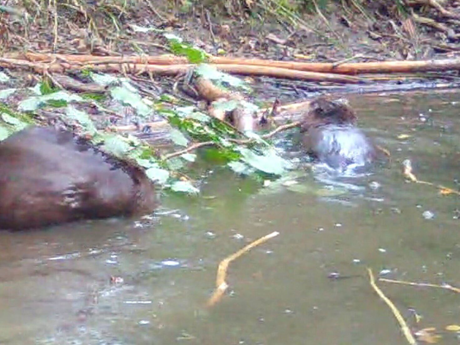 Camera catches beavers working together to build dam | National ...
