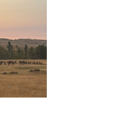 Wildlife relocate as the Elk Fire burns their habitat | KCWY Station ...