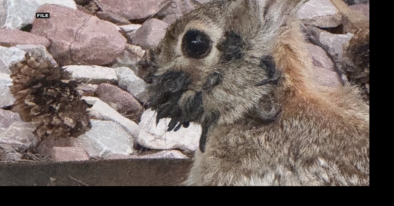 Wyoming Game and Fish shares details into recently spotted Colorado ...