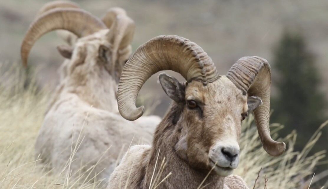 Wyoming Super Tag Raffle deadline approaching | KCWY Station ...