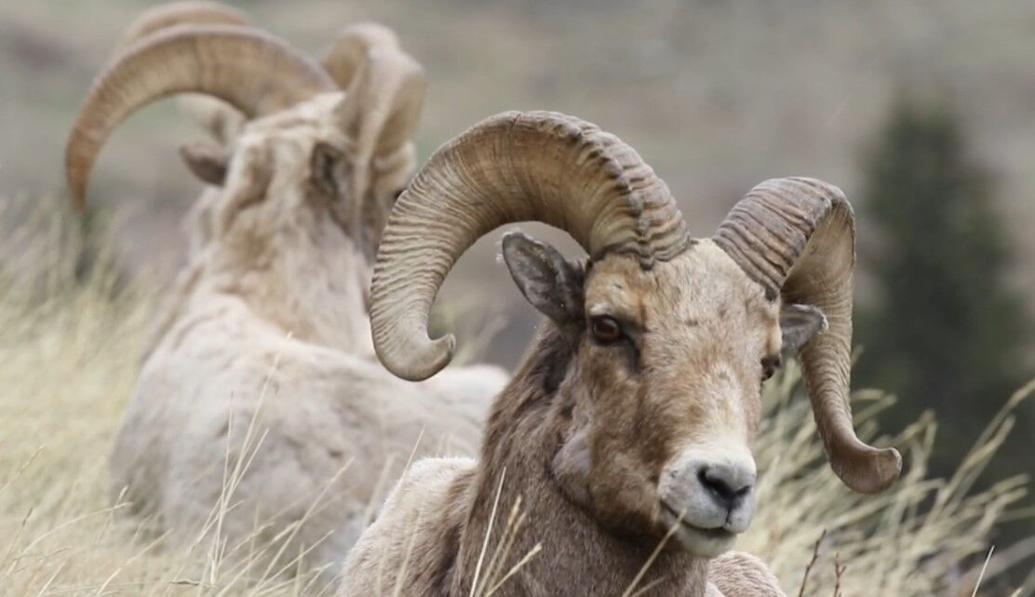 Wyoming Super Tag Raffle deadline approaching | KCWY Station ...