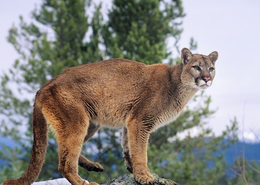 Colorado Parks and Wildlife investigating suspected fatal mountain lion ...