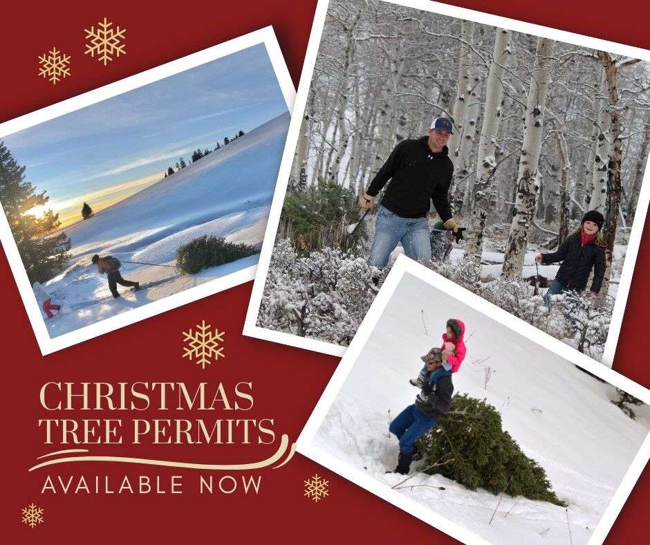 BLM Christmas tree permits available in Wyoming | News | wyomingnewsnow.tv