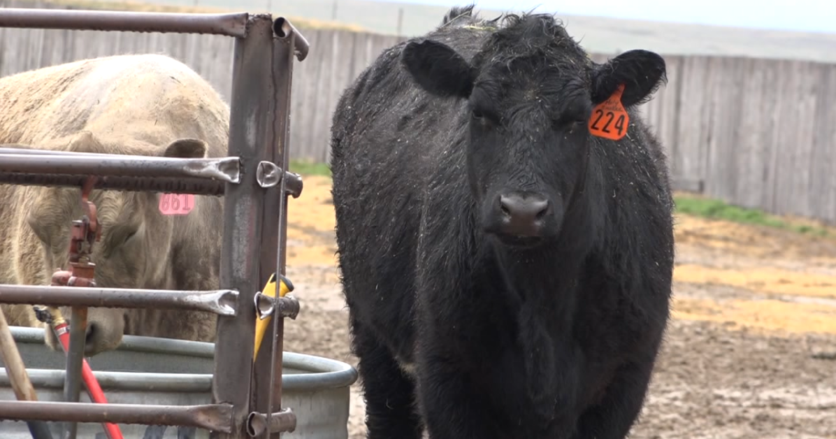 Trichomoniasis confirmed in Wyoming | KCWY Station | wyomingnewsnow.tv