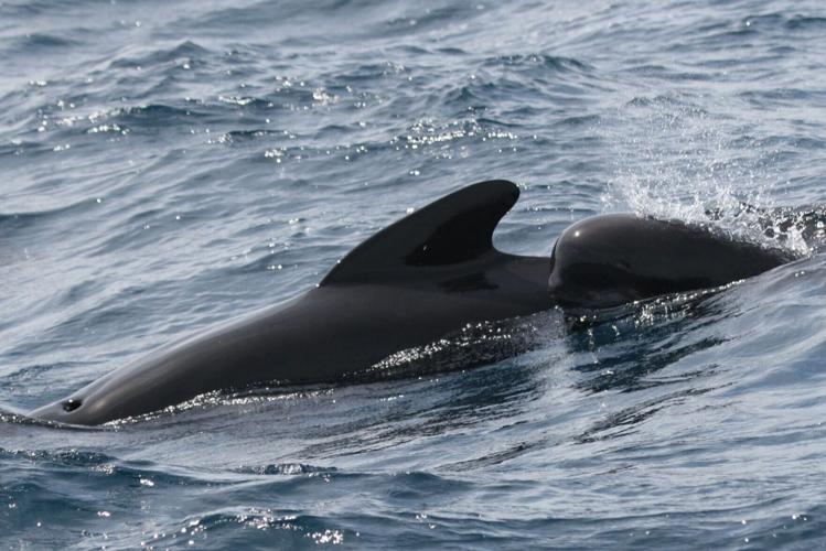 Shipping noise drowning out endangered pilot whales’ calls | National ...