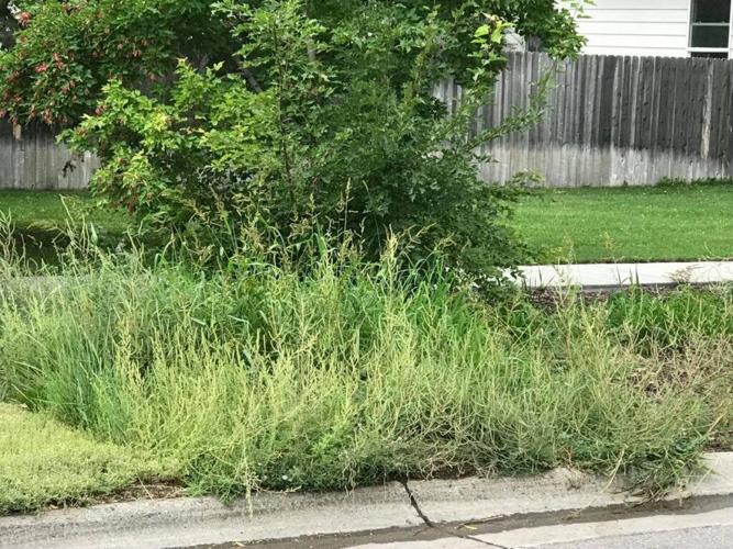 Weeds be Gone: City to crack down on overgrown lots | Local News ...