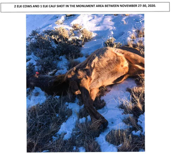 Multiple Poaching Incidents; Wildlife left to rot; Heads taken from ...