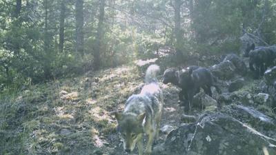 Yellowstone-area wolves observed moving pups to follow elk — upending ...